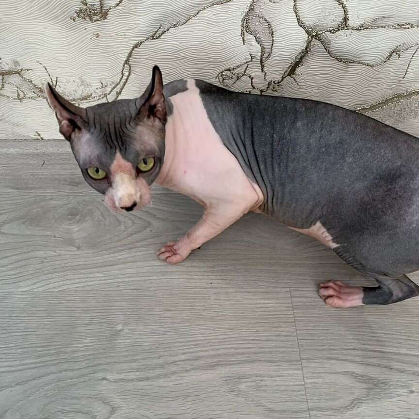 Канадский сфинкс