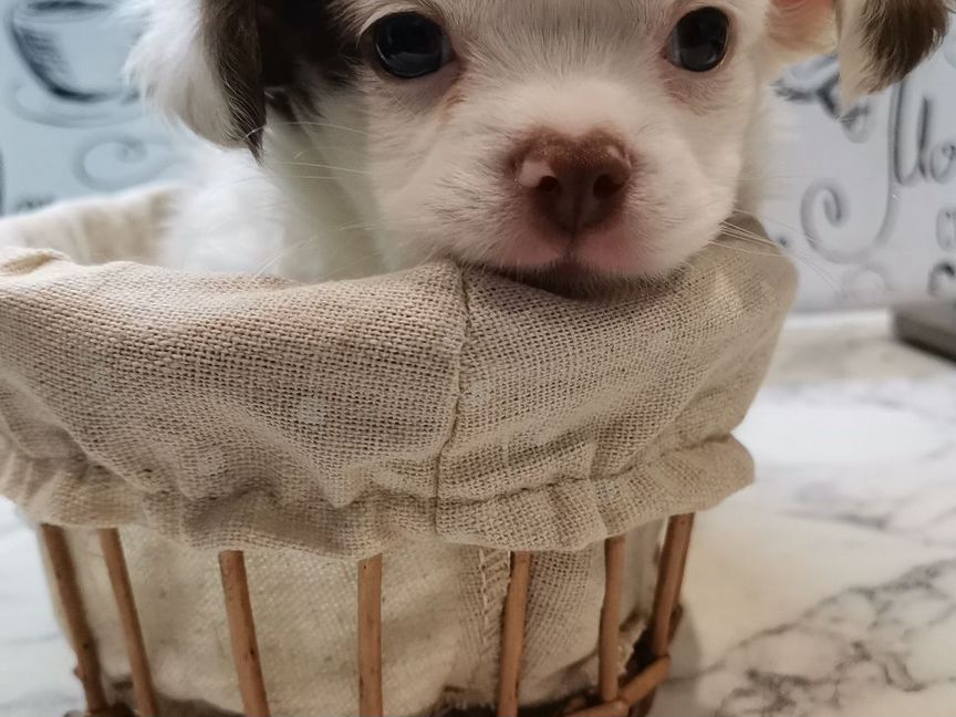 Малыши чихуахуа