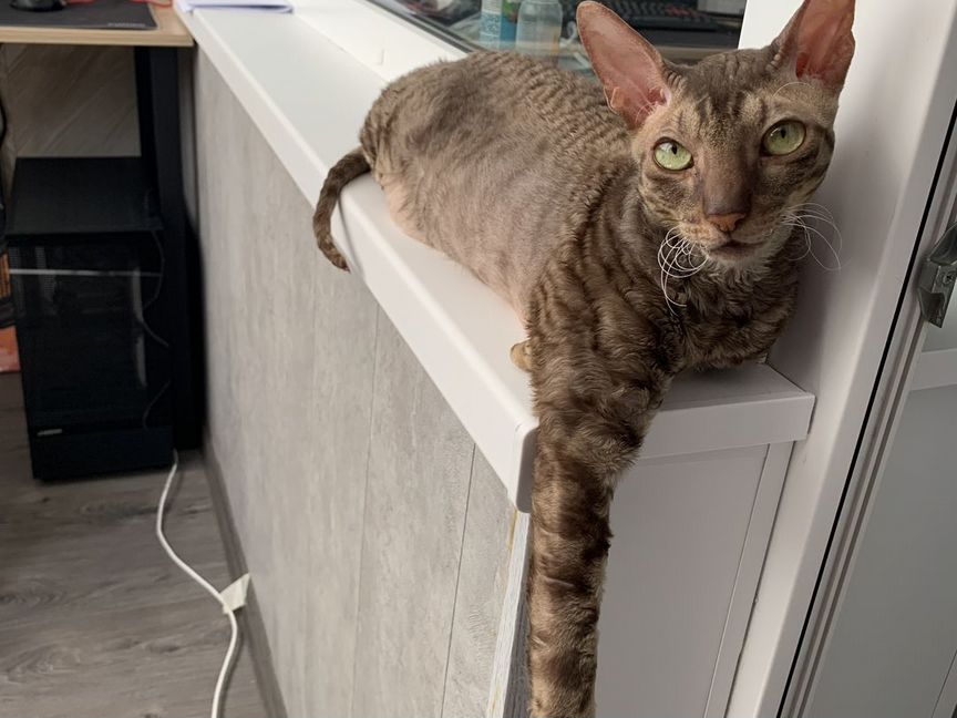 Корниш-рекс