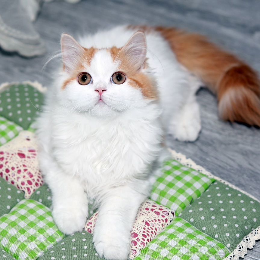 Шотландский прямоухий котенок