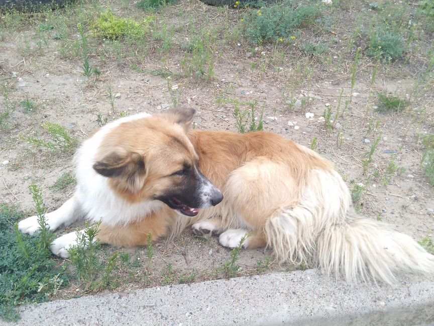 Собака, мальчик порода Алабай