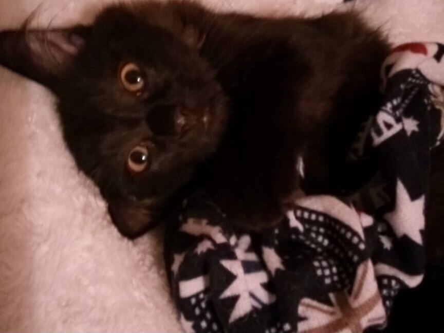 Черный котенок мальчик