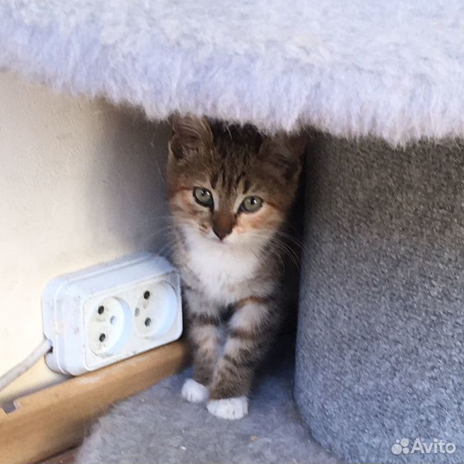 Девочка-припевочка