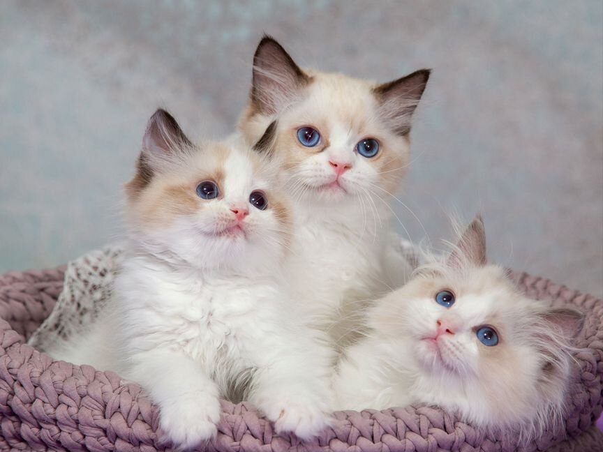 Котята Рэгдолл