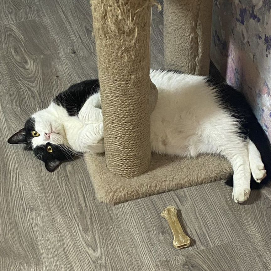 Котик Федор