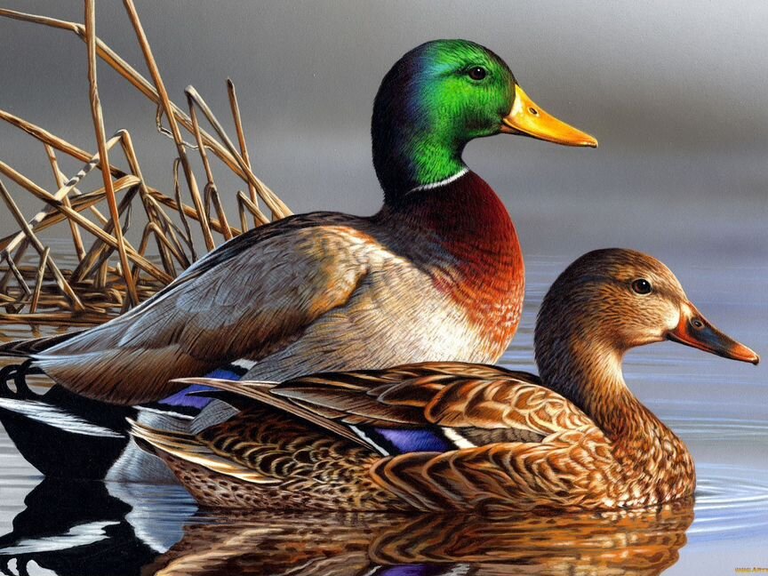 Подсадные утки и селезни