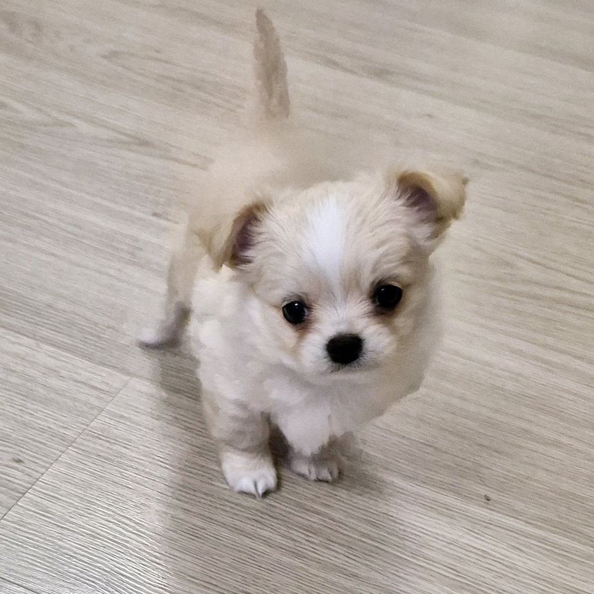 Чихуахуа девочка Сонечка