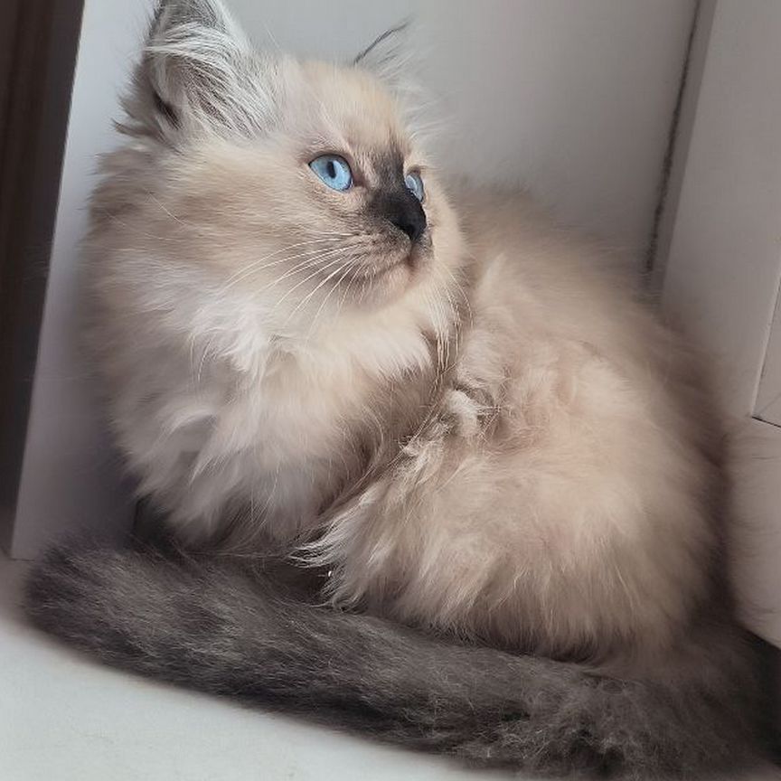 Сибирский котёнок