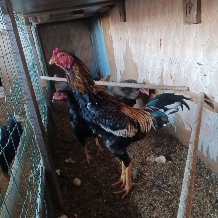 Яйца от бойцовского петуха