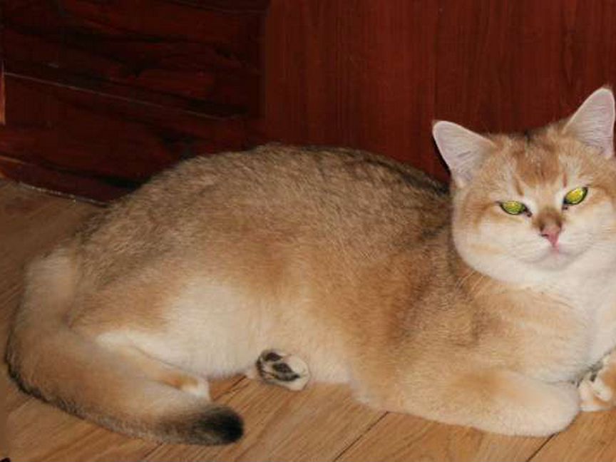Вязка золотой кот 12 окрас