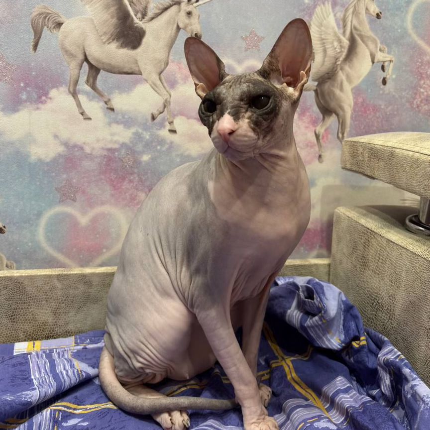 Канадский сфинкс, взрослый кот