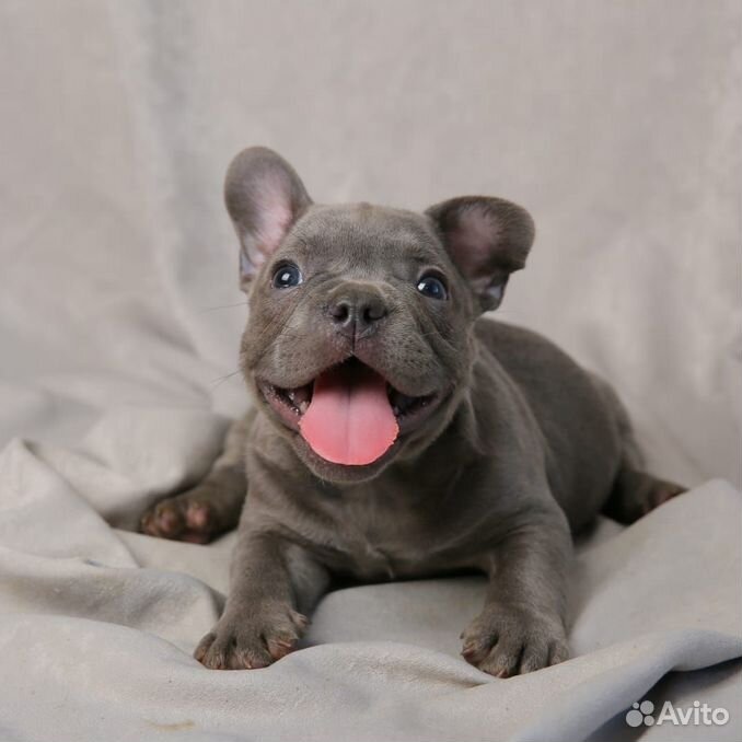 Голубой мальчик без тигры и пятен