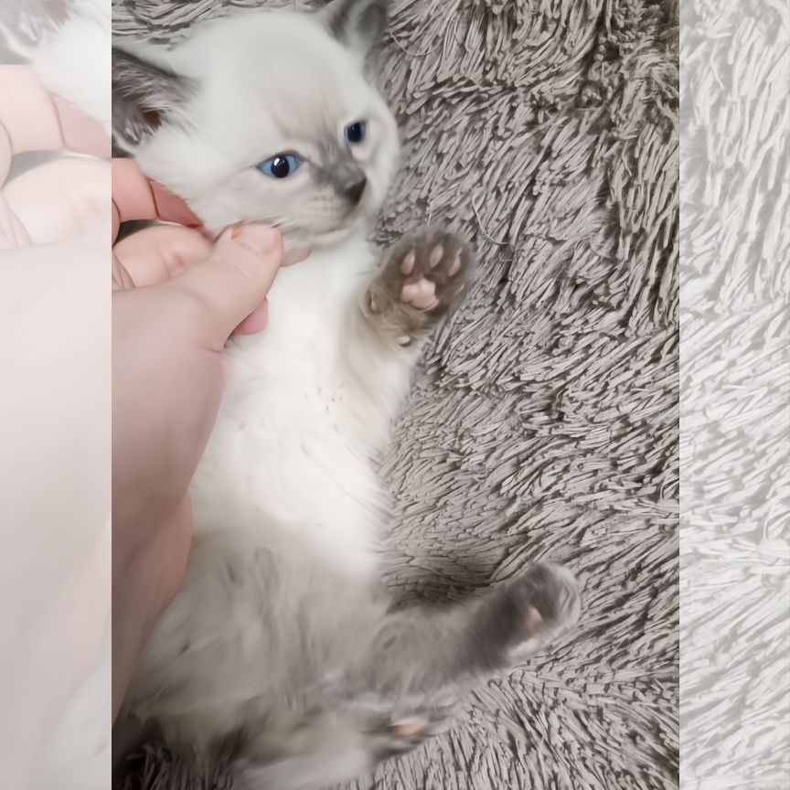 Невский маскарадный котёнок