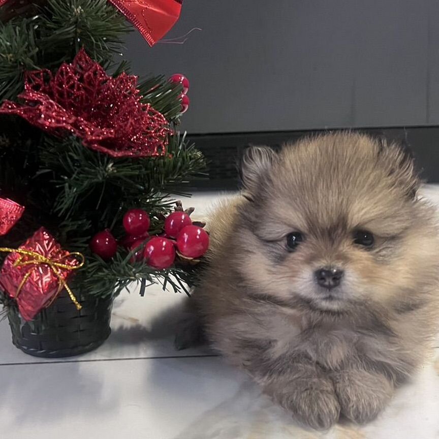 Померанский шпиц, щенок