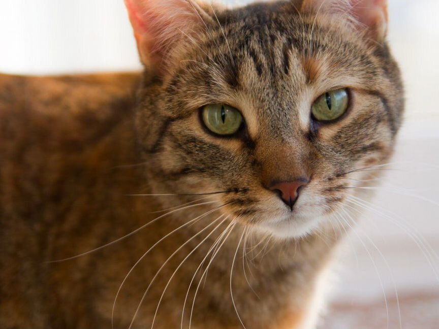 Кошка в дар бесплатно