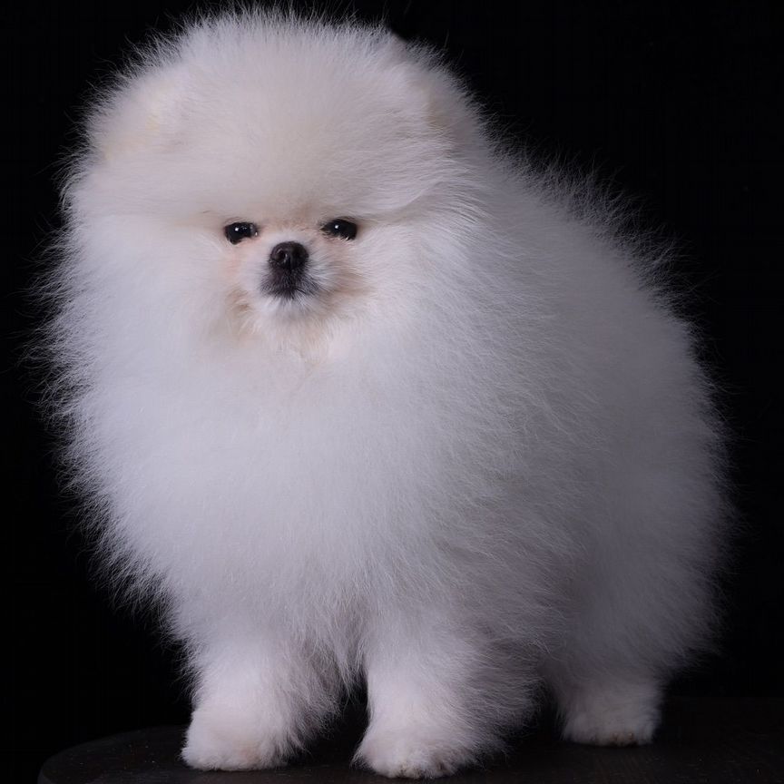 Померанский шпиц, щенок