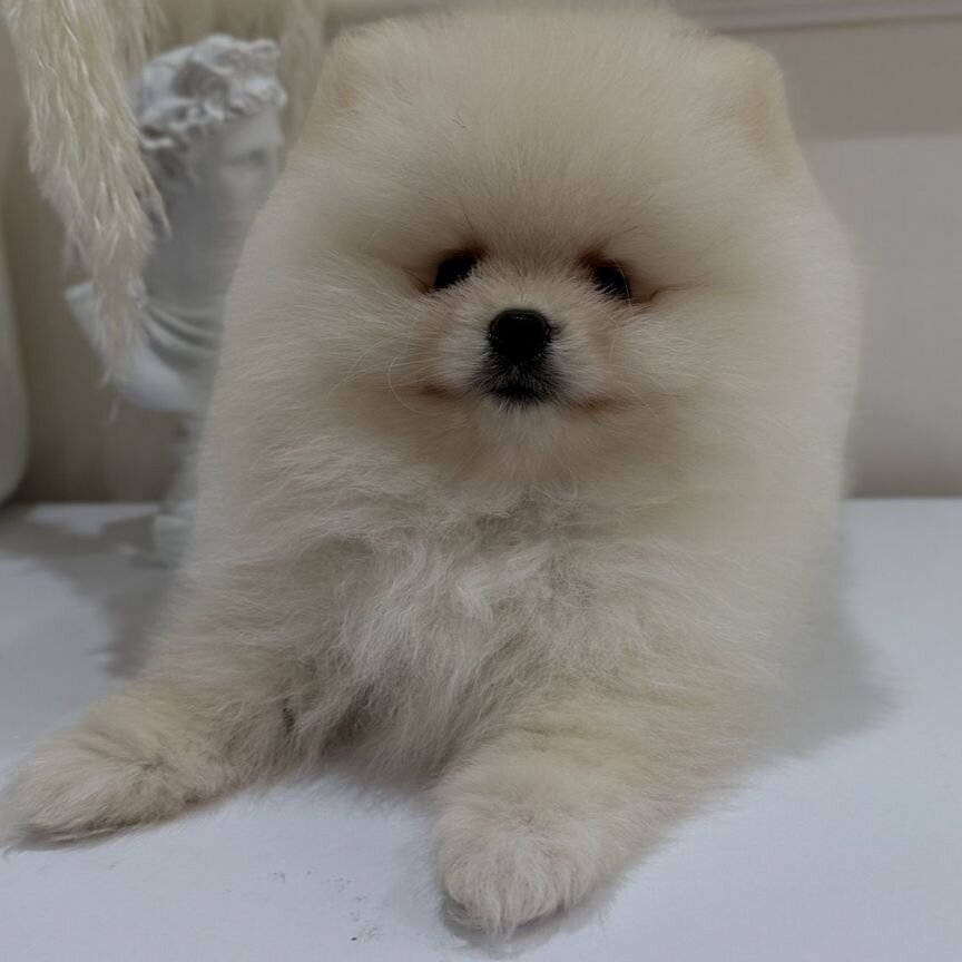 Померанский шпиц, щенок