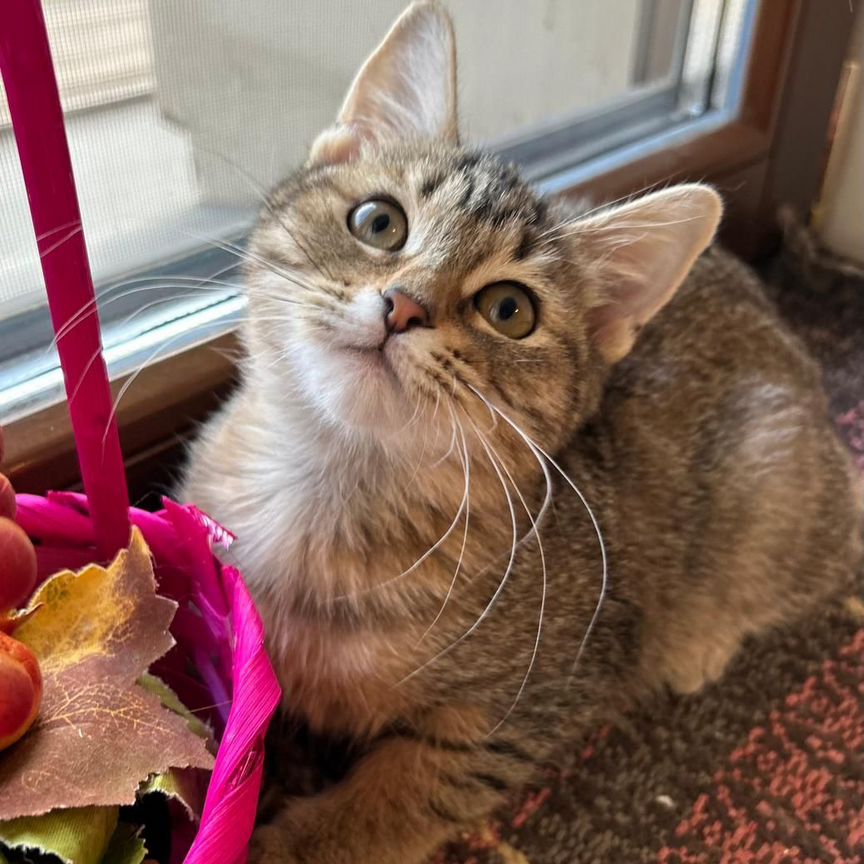 Капитолина котенок девочка