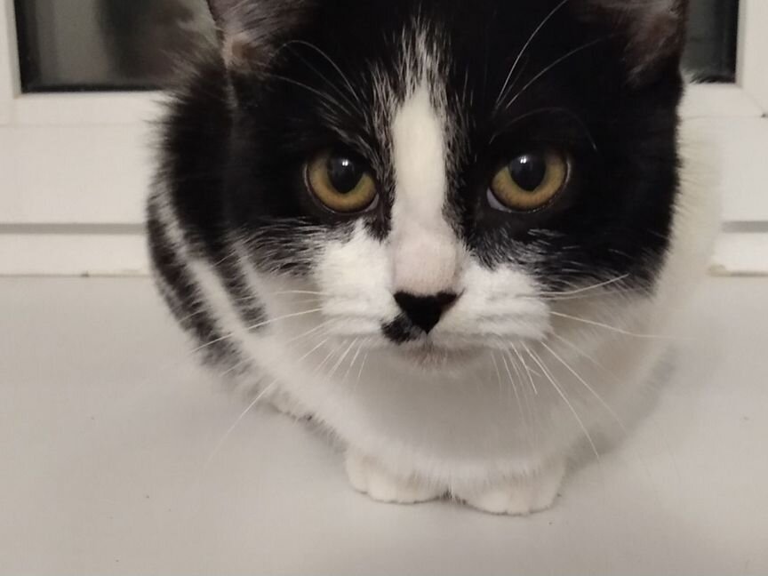 Кошечка в добрые руки