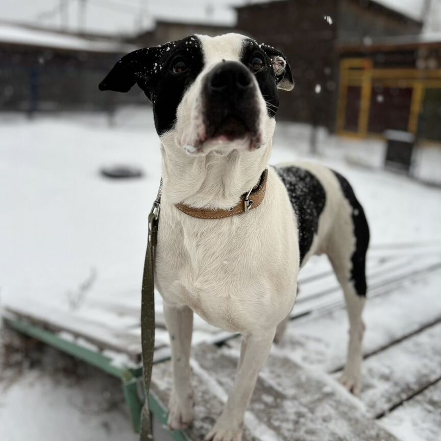 Американский стаффордширский терьер, взрослый пёс