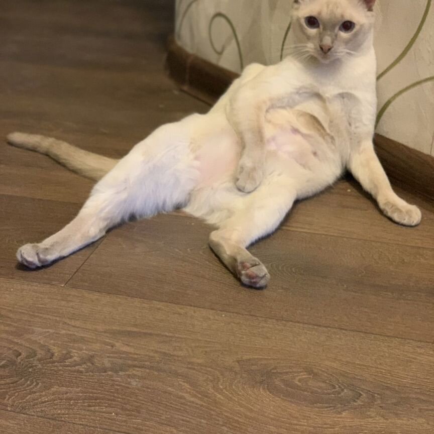 Тонкинская кошка
