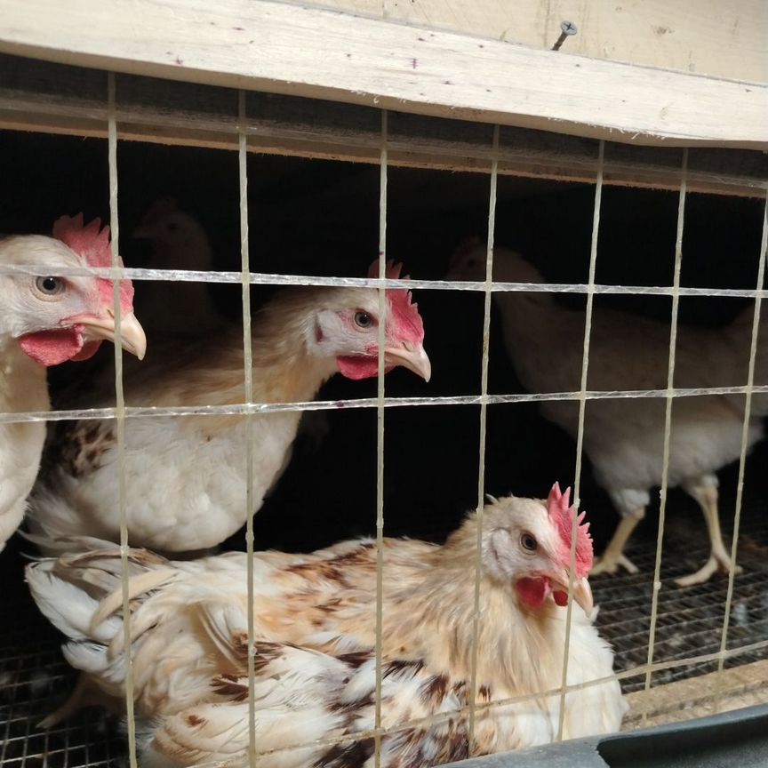 Молодые петухи