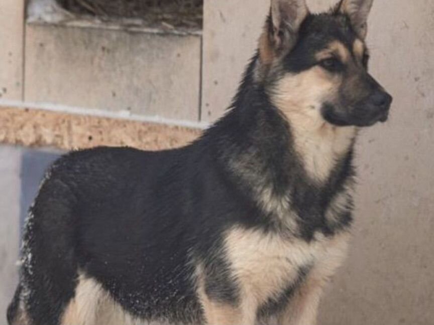 Почти овчарка в добрые руки