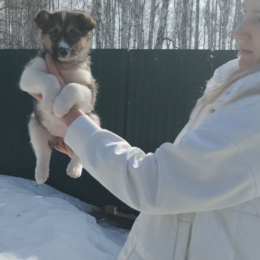 Щенок в добрые руки