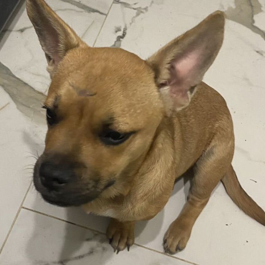 Французский бульдог, щенок