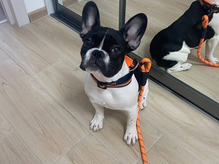 Французский бульдог