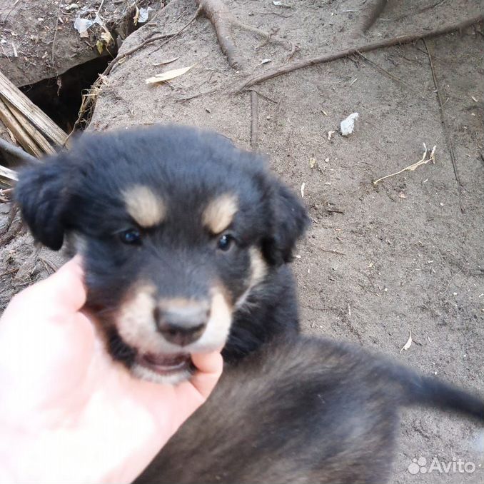 Отдам щенков дворняги