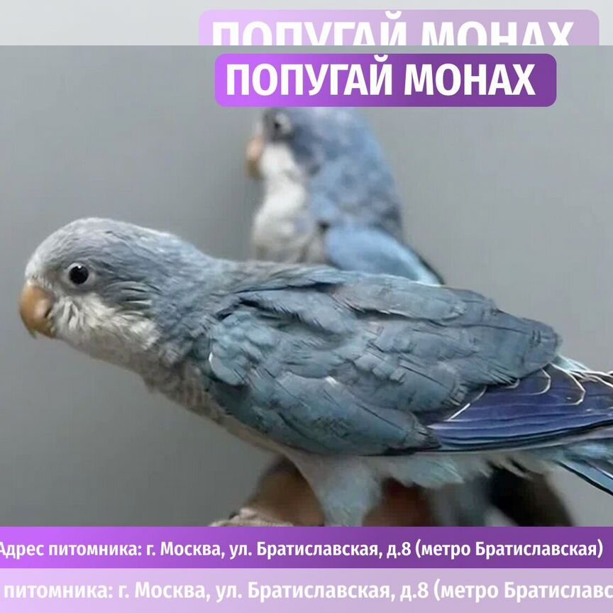 Попугай Монах