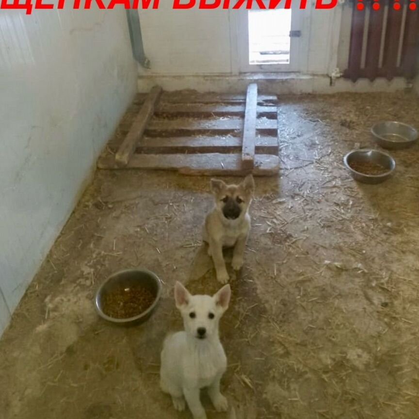 Помогите щенкам не погибнуть а обрести дом