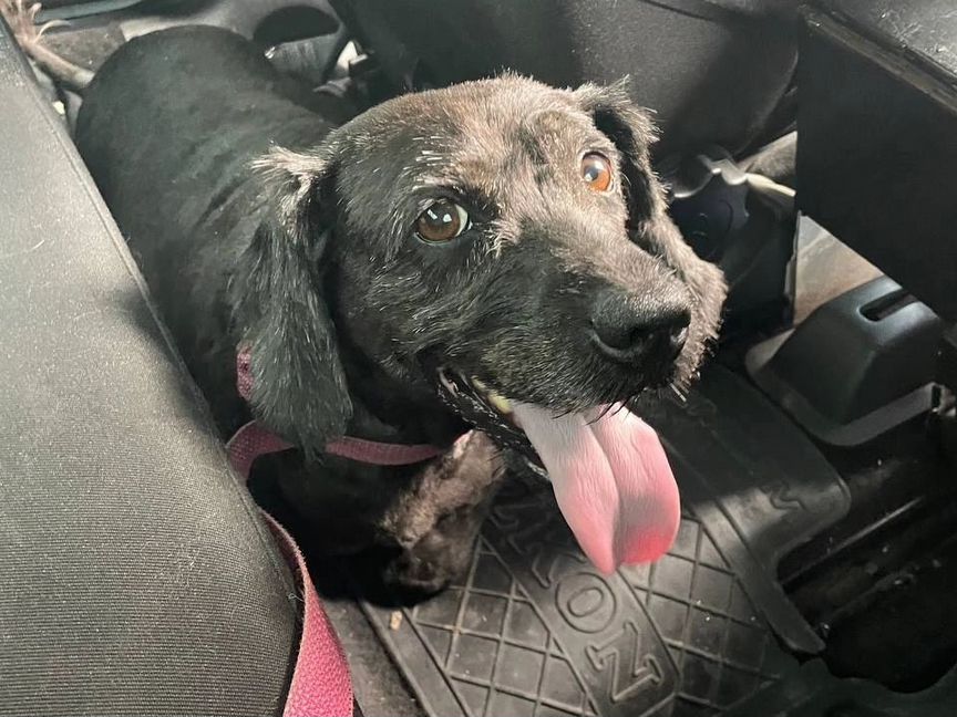 Несчастная собачка Чача