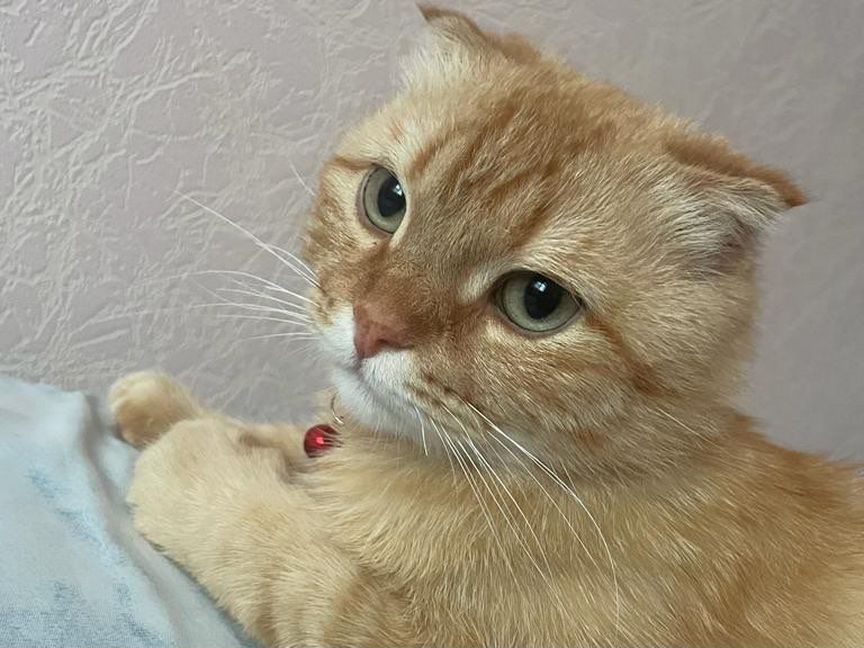 Вислоухий Британский котик