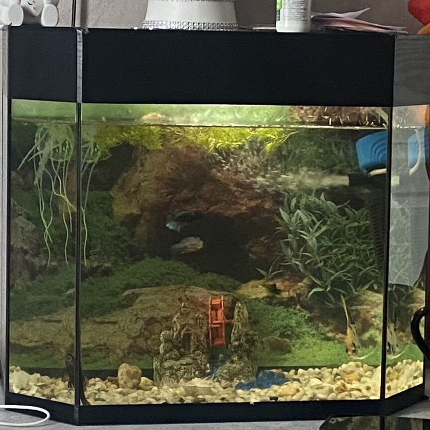 Аквариум с рыбками