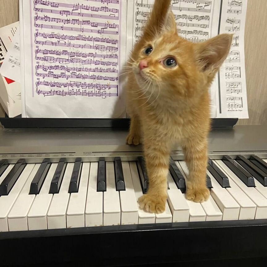 Рыжий котик