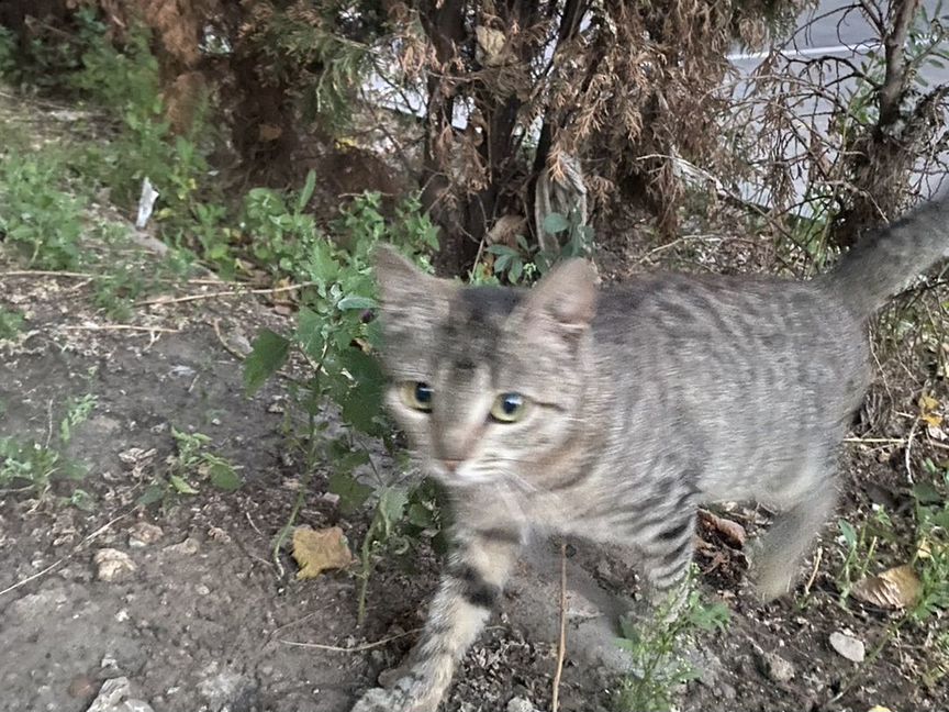 Котята мальчик и девочка ищут дом