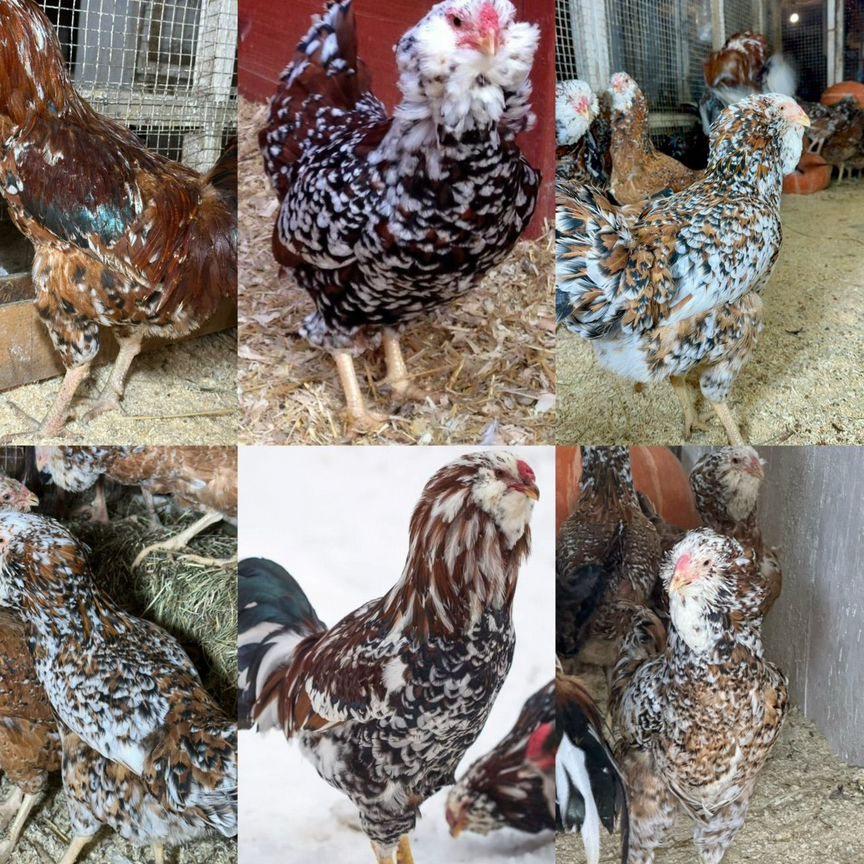 Орловская, Русская хохлатая, Гергебельская