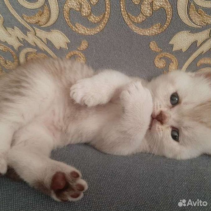 Шотландские непоседы