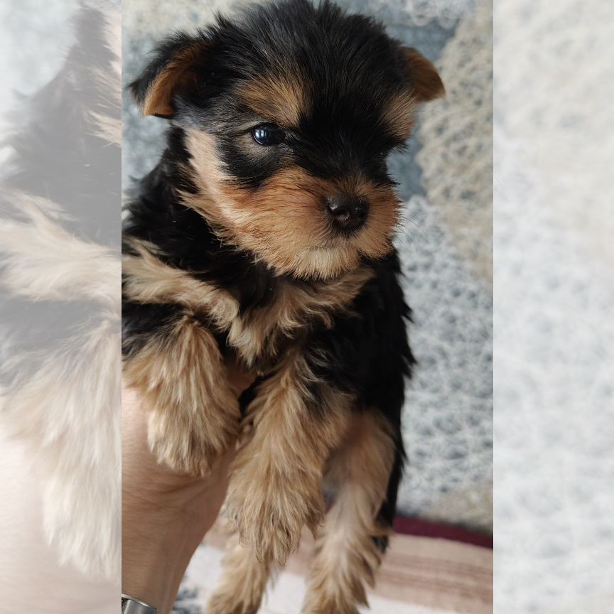 Йоркширский терьер, щенок