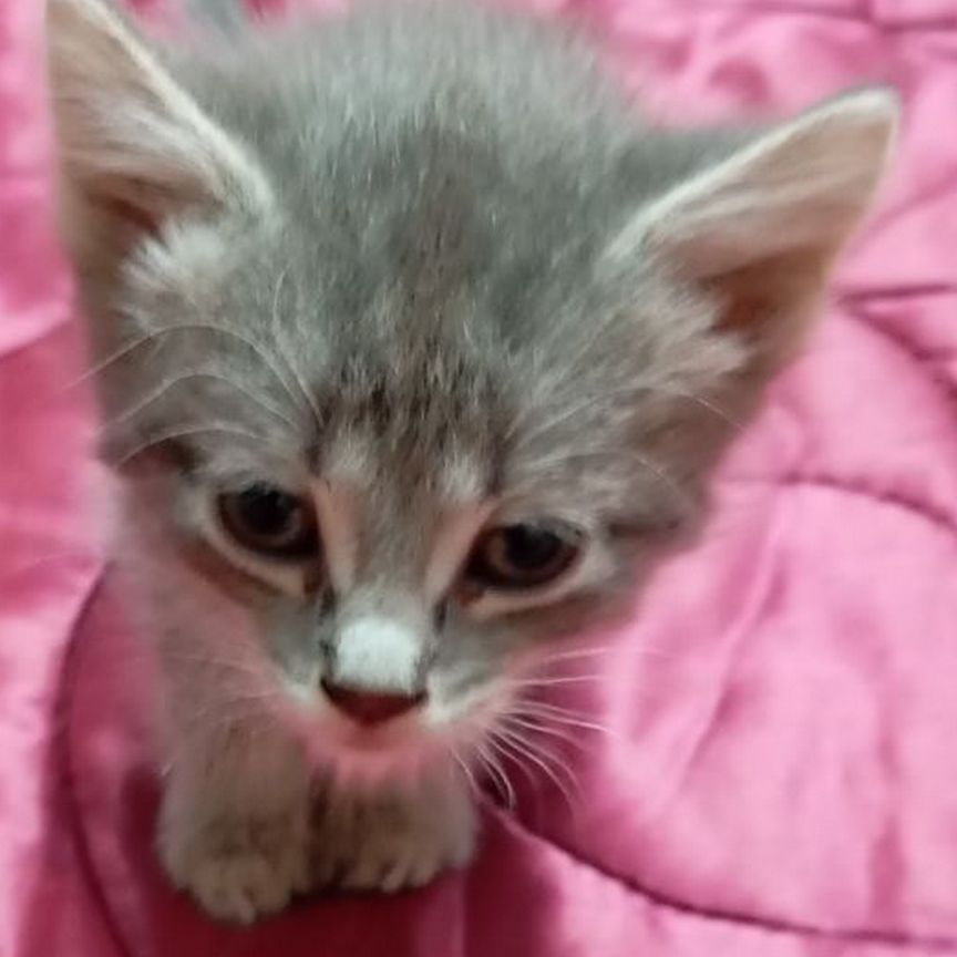 Отдаю котят в добрые руки