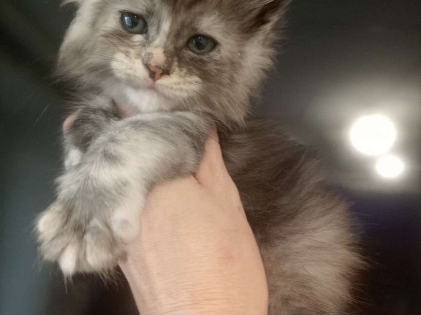 Котята мейн-кун