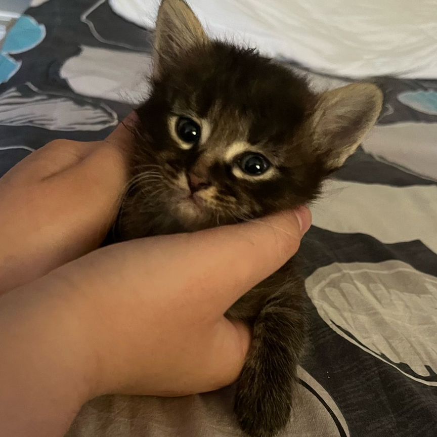 Котёнок в добрые руки