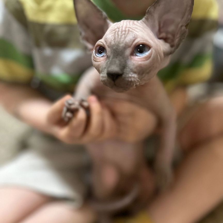 Котята сфинкс