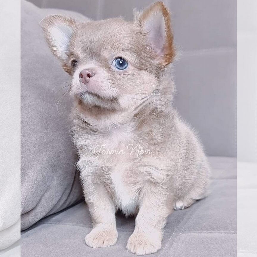 Чихуахуа девочка лиловая