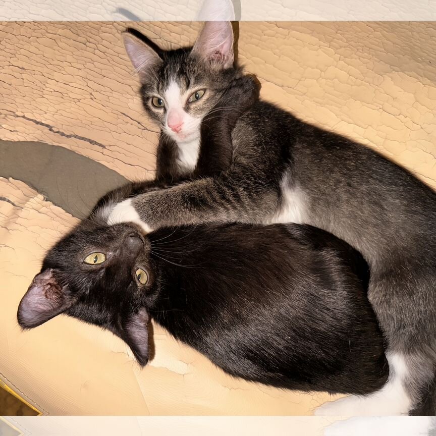 Котёнок от частного владельца