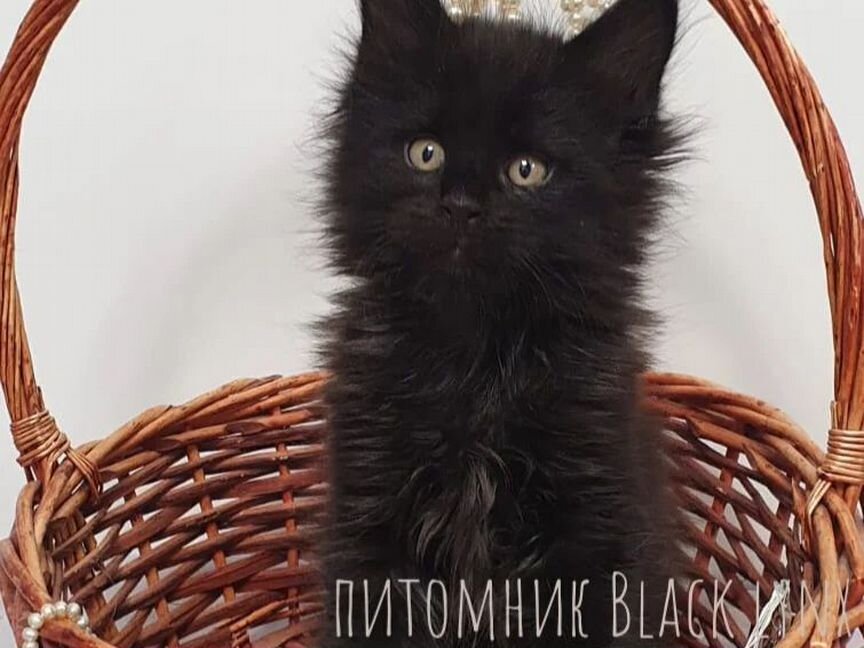 Котята мейн-кун