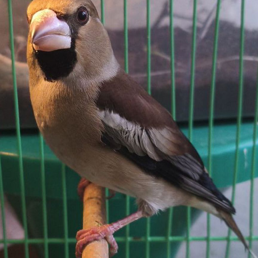 Певчие птицы дубоносы