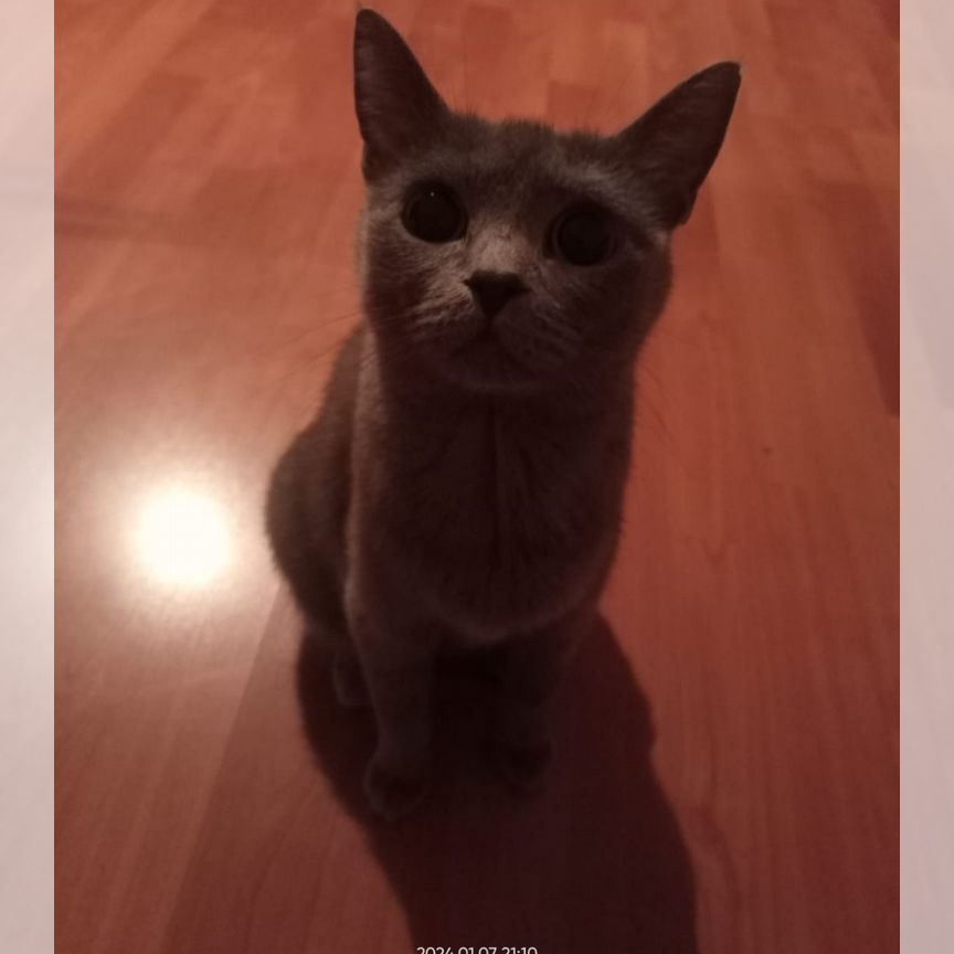 Британская короткошёрстная кошка, взрослая